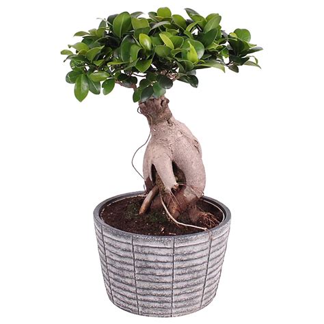 Ficus Mi Ginseng Ceramic Rust 20cm Pot Size 40cm Tall Ginseng