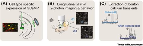 Probing Top Down Information In Neocortical Layer 1 Trends In Neurosciences