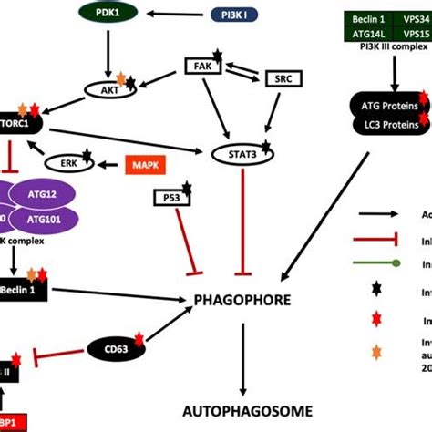 Protein Signaling Networks Regulating Autophagy Main Signaling Download Scientific Diagram
