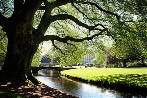 푸른 들판에 있는 나무 공원 나무 실외 배경 일러스트 및 사진 무료 다운로드 Pngtree