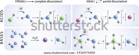 Strong Weak Acids Bases Partial Dissociation Stock Vector Royalty Free