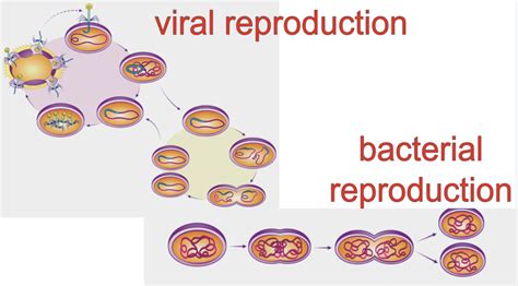 Bacteria And Virus Reproduction Diagram Quizlet