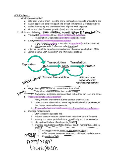 MCB 250 Exam 1 Practice Exam MCB 250 Exam 1 1 What Is Molecular Bio A Cells Obey Laws Of