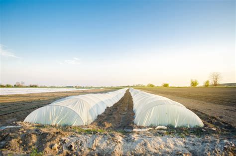 필드에 플라스틱 필름 아래 작은 온실에서 유기 야채를 성장 농업 농지 선택적 초점 0명에 대한 스톡 사진 및 기타 이미지 0