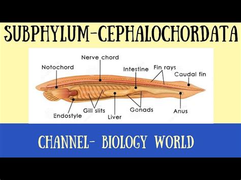 Phylum Cephalochordata