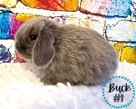 I Was Finally Able To Sex This Chicken And Bear Rabbitry Facebook