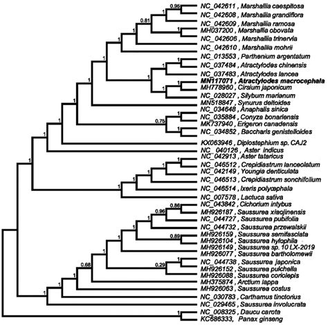 phylogenetic tree inferred using the maximum likelihood method based on