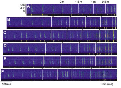 Typical Echolocation Sequences Of One Bat In A Representative Control Download Scientific