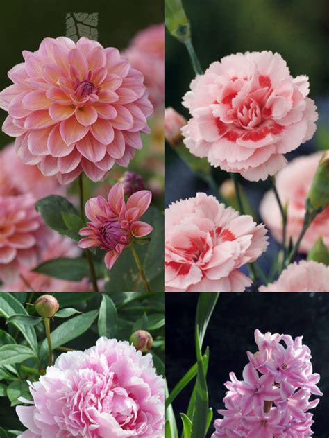 Flowers That Represent Lust Times Now