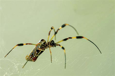 No 3284 Spiders And Stem UH Cullen College Of Engineering