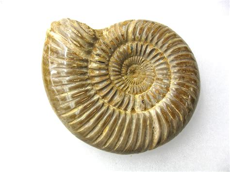 Jurassic Madagascar Perisphinctes Ammonite 13a For Sale