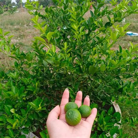 ក្រូចឆ្មាខ្មែរ