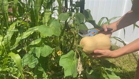 How To Easily Grow Squash Successfully In Florida Homegrown Florida