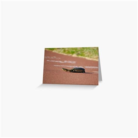 A Long Neck Turtle The Oblong Turtle