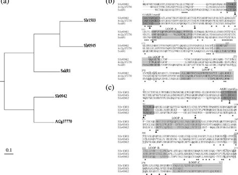 Sequence Analysis Of Amino Acids A Phylogenetic Tree Analysis Of