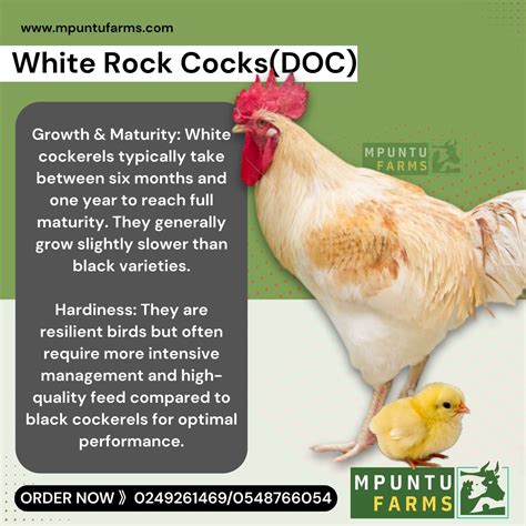 White Rock Cocks Mpuntu Farms E Shop