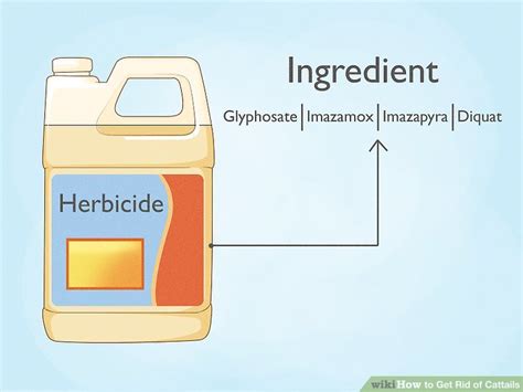 How To Get Rid Of Cattails 6 Steps With Pictures WikiHow