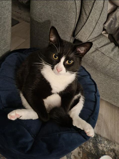 Tuxedo Cat And Cow Cat R Tuxedocats