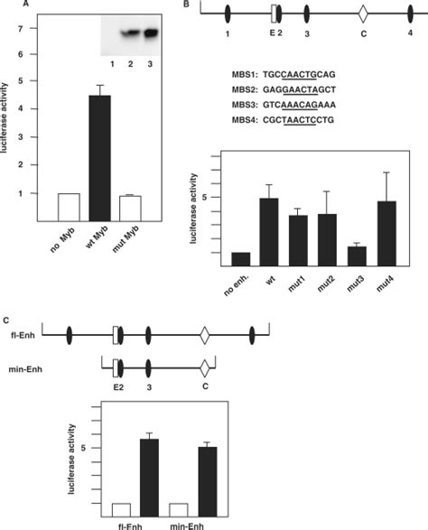 Identification Of A Functional Myb Binding Site In The 2 7 Kb