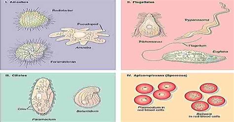 Examples Of Protozoa