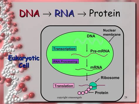 Protein Synthesis2 Ppt Ppt Programming Languages Computing