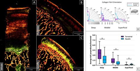 Microstructural Differences In The Osteochondral Unit Of Terrestrial And Aquatic Mammals Elife