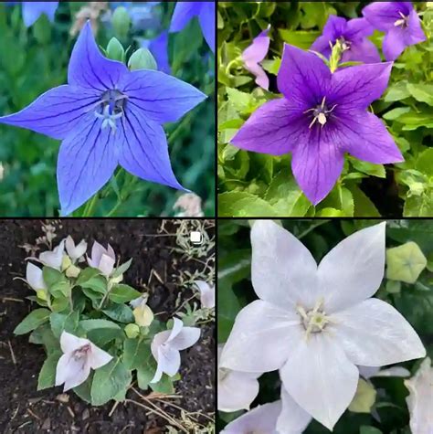 Plant Faqs Peat Moss