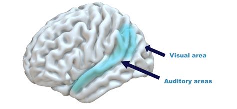 Processing Audiovisual Information In The Brain C Star