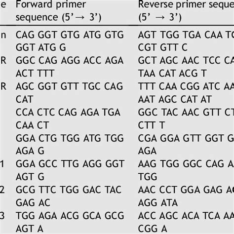Primer Sequences For Rat Used In Real Time Quantitative PCR RT QPCR Download Scientific Diagram