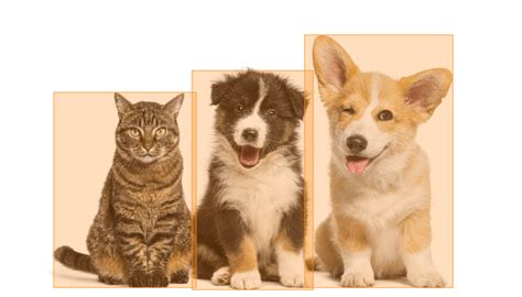 what is instance segmentation in annotation and computer vision