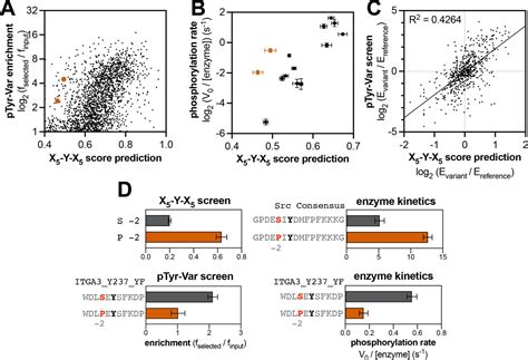 High Throughput Profiling Of Sequence Recognition By Tyrosine Kinases And Sh2 Domains Using
