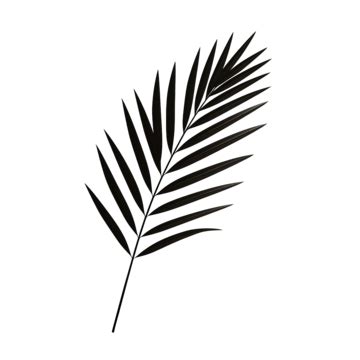 Tropical Branch Black Palm Leaf With Shadow Png File Plant Background
