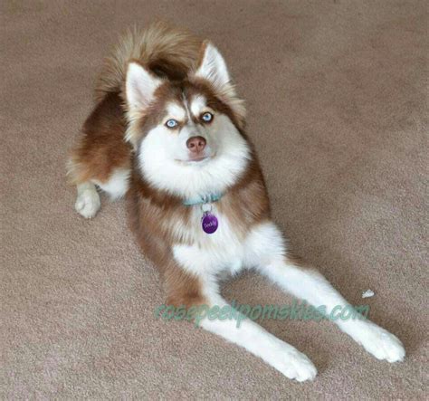 18 Rose Peek Pomskies Ideas Pomsky Mini Huskies Husky