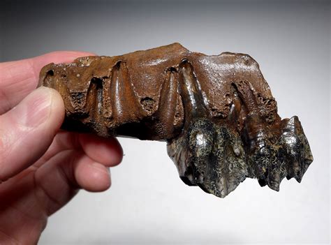 Giant Deer Megaloceros Fossil Partial Maxilla With Incredibly Colorful