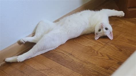 Nimbus The Cat Hanging On To Summer Kitty Cat Style 😸🌞 Facebook