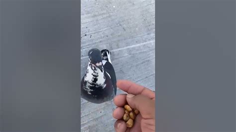 انا جعان اوي Youtube