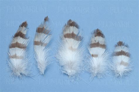 Abejero Europeo • Plumarium