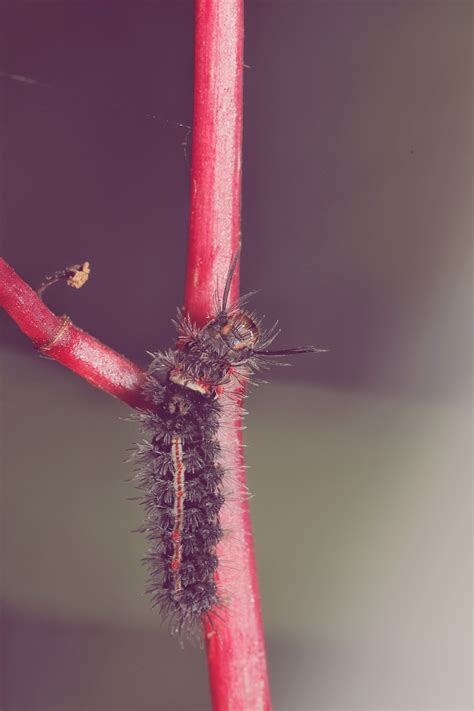 Bug Insect Macro Free Photo On Pixabay
