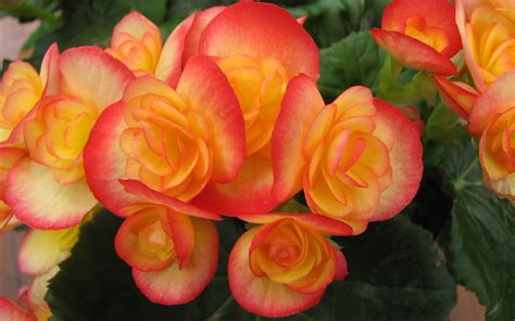 Orange Begonias Wallpapers Wallpaper Cave