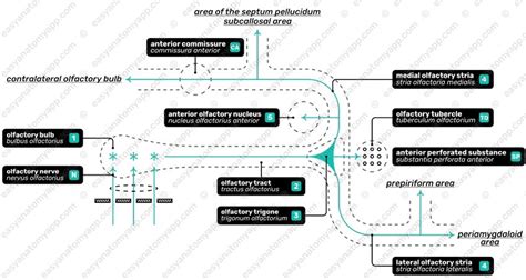 Limbic System Easy Anatomy D