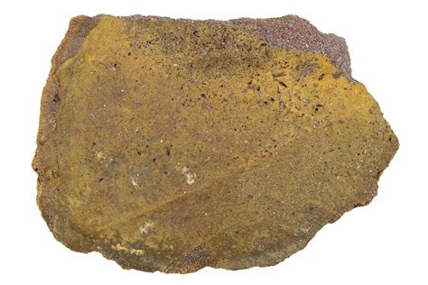 1 9 Fossil Leaf Nodule Hell Creek 253088 For Sale