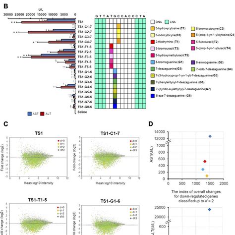 Nucleobase Modification Strategy To Reduce Lna Gapmer Hepatotoxicity