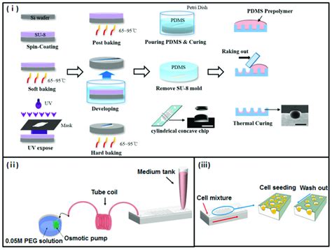 Fabrication Of A Concave Microwell Array Polydimethylsiloxane Pdms Download Scientific