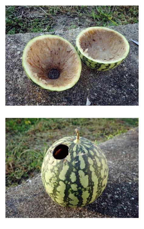 너구리가 먹고 간 수박 웃긴 사진and 웃긴 움짤 웃긴 사진 웃긴 움짤 심심하면 클릭해 보아요