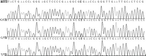 Rs12979860 Genotyping Dual Color Fluorescent Pcr Rapid Detection Kit Eureka Patsnap Develop