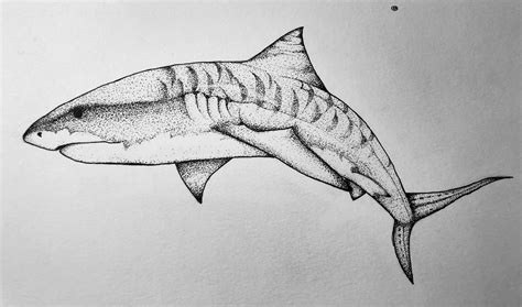 Tiger Shark Sketch