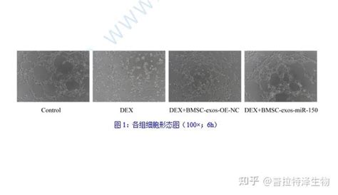 血管形成实验操作步骤【细胞实验外包】 知乎