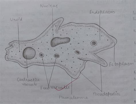 AMOEBA Easy Diagram Of An Amoeba Labeled Diagram Biology Diagrams Biology Diagrams Biology