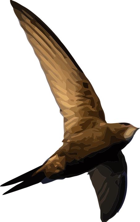 Download Bird Swift European Swift Royalty Free Vector Graphic Pixabay