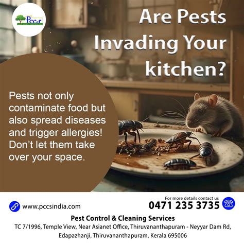 Pest 🚨 Are Pests Invading Your Kitchen 🚨 Unwanted Guests Like Rats